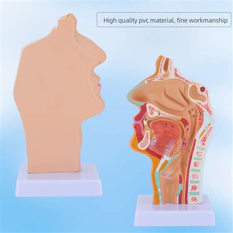 Buy Faruijie Nose Cavity Larynx Anatomy Model Human Anatomical Nasal