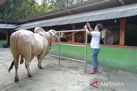 Presiden Jokowi Beli Sapi Kurban Dari Bantul Jenis Po Dan Berat Hampir