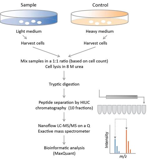 Quantitative Mass Spectrometry Based Proteomics IntechOpen
