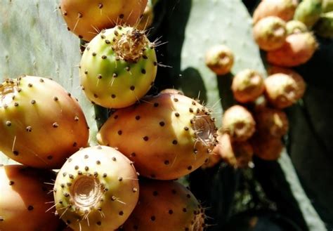Fichi d India Proprietà e controindicazioni di un frutto speciale