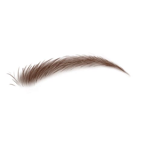 Eyebrows PNG Vector PSD And Clipart With Transparent Background For