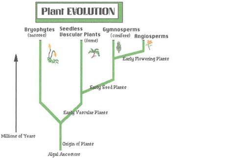 Plant Taxonomy Diagram Quizlet
