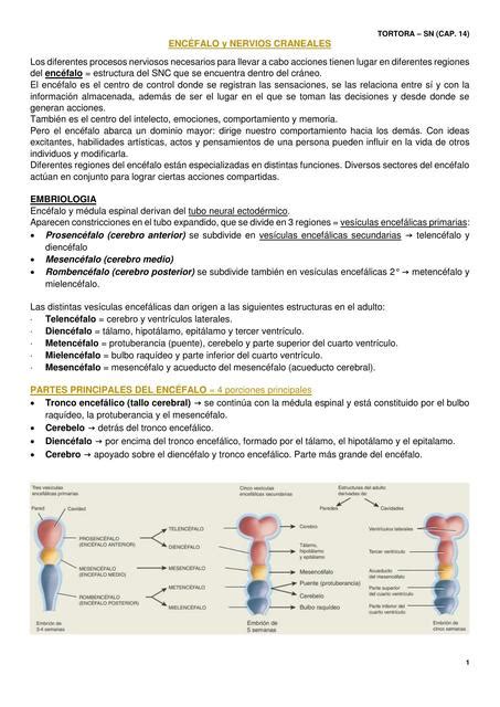 Encéfalo y Nervios Craneales grampositiva med uDocz