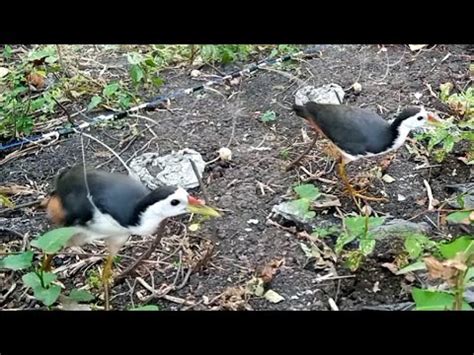 Detik Detik Ruak Ruak Tersangkut Tali Benang Kolong Gantung YouTube