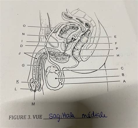 Appareil G Nital Masculin Karteikarten Quizlet