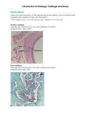Bio Introduction To Histology Cartilage And Bones Answer Sheet Docx