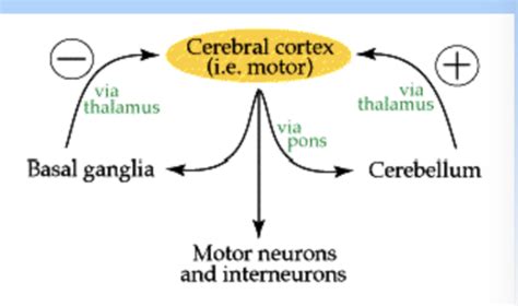 Neuroscience Basal Ganglia Exam Flashcards Quizlet