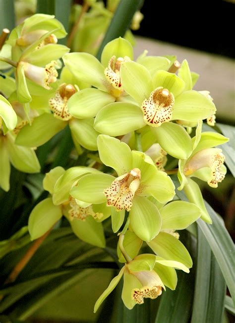 Orchidées cultiver et entretenir Ooreka