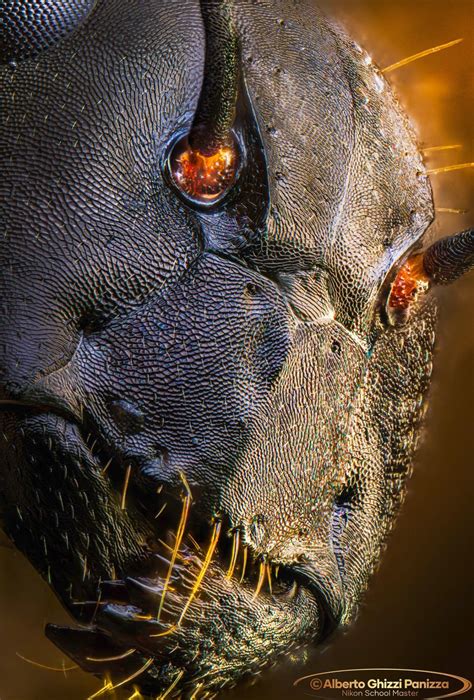 Here S A Close Up Photo Of An Ant S Face That Hasn T Been Edited To