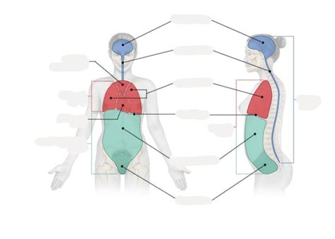 Body Cavities Diagram Quizlet