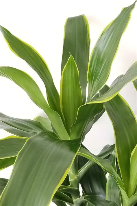 Dracaena Art Indoor Plants Plantshop Me