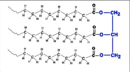 Lipid Transport And Metabolism Flashcards Quizlet