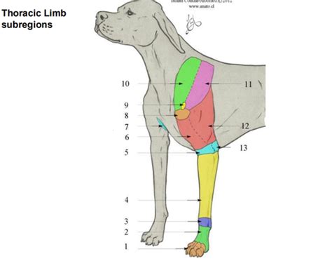 Lab Thoracic Limb Osteology Flashcards Quizlet