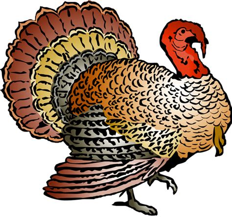 Wild Turkey Vector At Vectorified Collection Of Wild Turkey