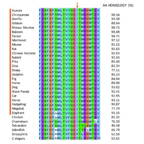 Multiple Protein Sequence Alignment The Sequence Alignment Of The