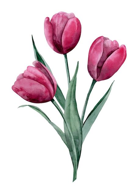 Ramo de acuarela con flores de tulipán rosa ilustración floral dibujada