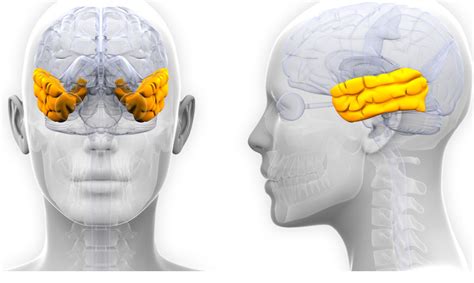 ASIMETRÍA CEREBRAL Flashcards