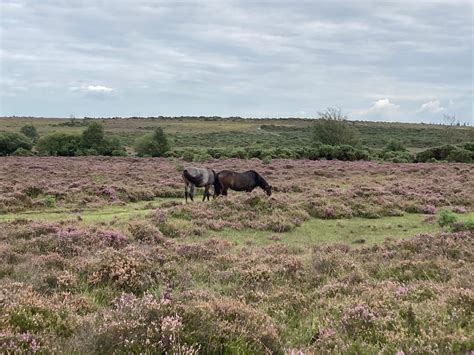 schönsten Trailrunning Strecken in New Forest Outdooractive