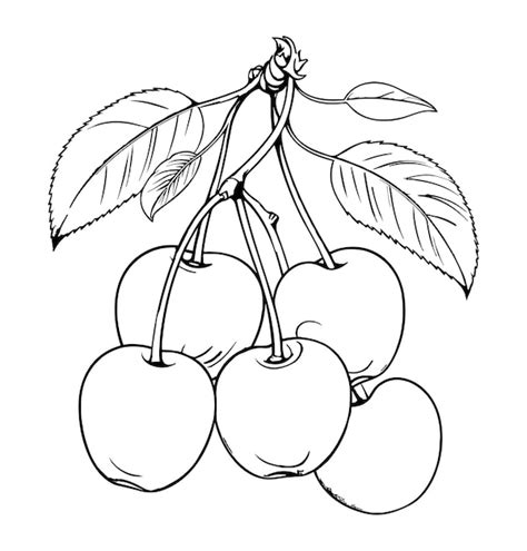 Página para colorear de cerezas para niños Vector Premium