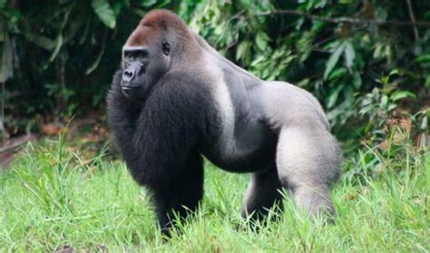Los 11 animales más fuertes del mundo ZooMascotas