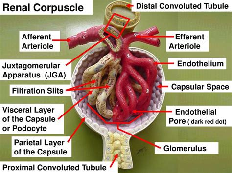Renal Corpuscle Model Labeled