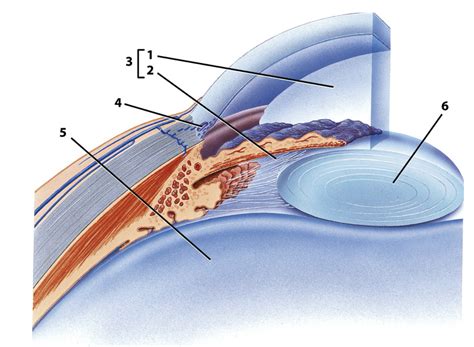 Sagittal Plane Of Eye Diagram Quizlet
