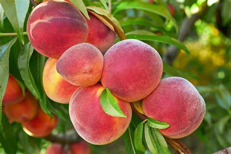 How To Develop Natural Yard Peach Timber Massive Weblog Of Gardening
