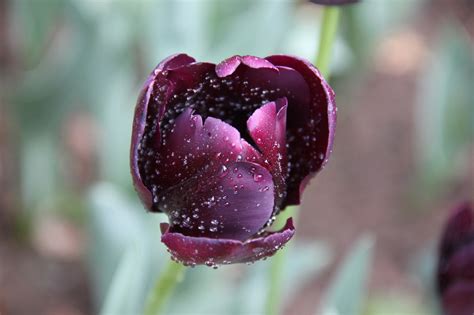 Tulpe Blume Kostenloses Foto Auf Pixabay Pixabay