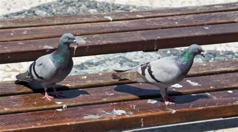 Pigeons Comment nettoyer les fientes d oiseaux et empêcher leur retour