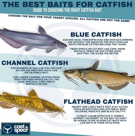 Best Catfish Bait For 2022 12 Top Picks Catfishing Guide