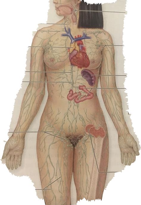 Lymphatic System Diagram Quizlet
