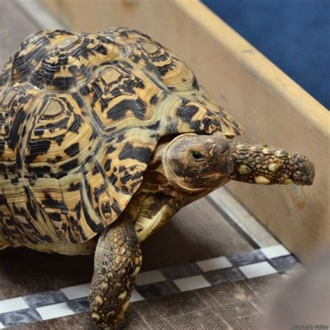 La tortuga más rápida del mundo destroza récord mundial y sí le dicen