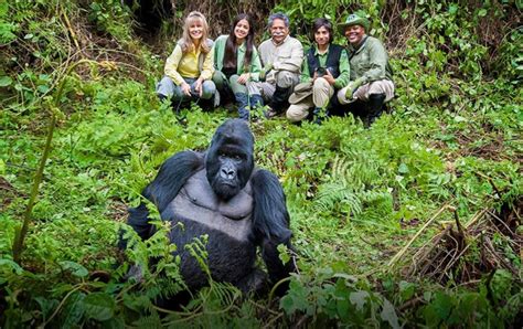 Gorilla Trekking Mountain Gorilla Trekking Rwanda Gorilla Trekking