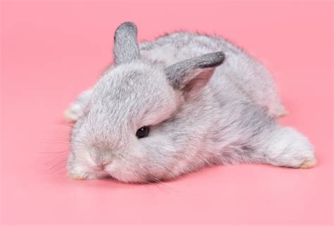 Conejo adorable gris del bebé en fondo rosado conejo lindo del bebé