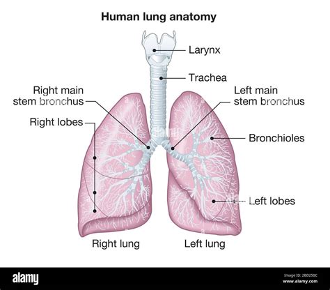 Illustration Showing Human Lungs Anatomy With Trachea Left And Right