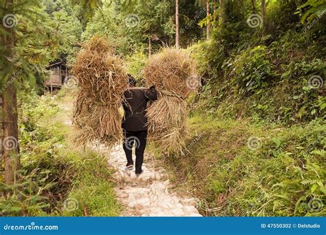 Woman Carrying Heavy Loads Of Rice Straw Stock Photo Image Of Season