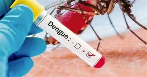Brasil tem quase mil mortes por dengue em investigação Brasil Mundo