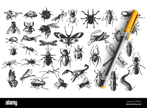 Insects Doodle Set Stock Vector Image Art Alamy