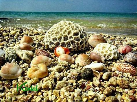 Naiband Bay Seashell Collecting Tours Kental