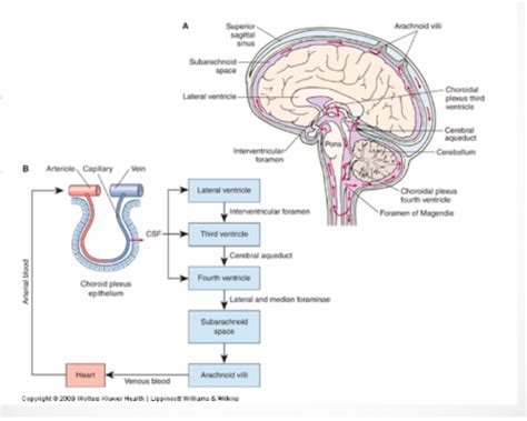 Meningitis And Encephalitis Flashcards Quizlet