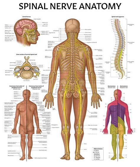 Printable Lumbar Dermatomes Printable Jd