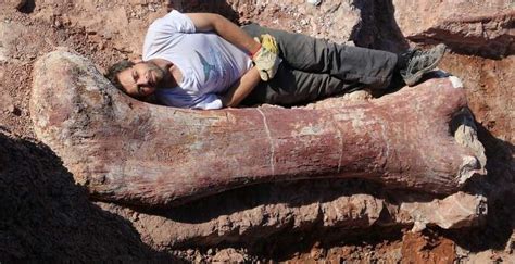 Maior dinossauro já descoberto é achado na Argentina