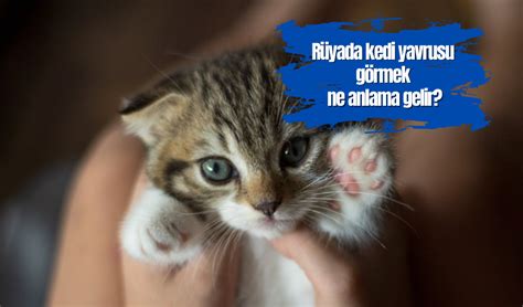 Rüyada kedi yavrusu görmek ne anlama gelir Eskişehir Haberleri Son