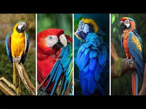 Amazing 05 Fun Facts About Macaw Parrots YouTube