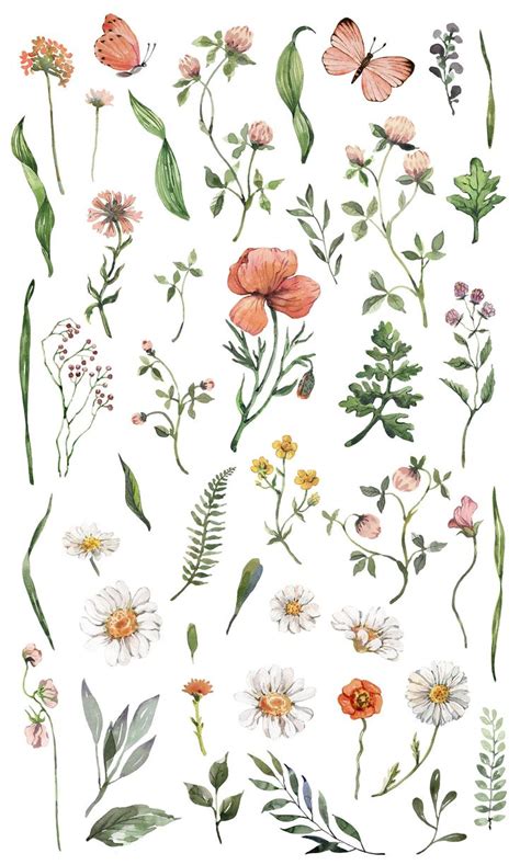Watercolor Wildflowers Clipart Botanical Floral Set Daisy Flower Spring