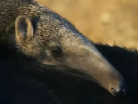 Brasil Salvaje El Banquete Del Oso Hormiguero Gigante