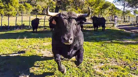Así se ve la embestida de un toro bravo de 500 kilos cabreado en