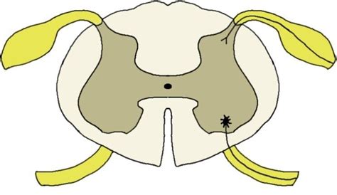 2 Minute Neuroscience Spinal Cord Cross Section
