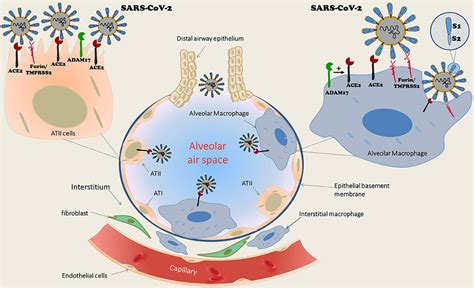 Macrophages Alveoli