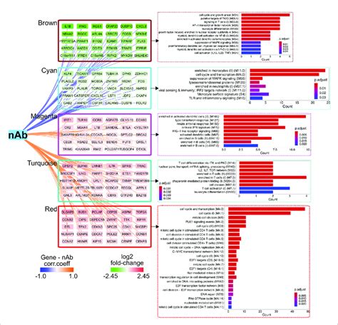 Weighted Gene Co Expression Network Analysis WGCNA Identifies A
